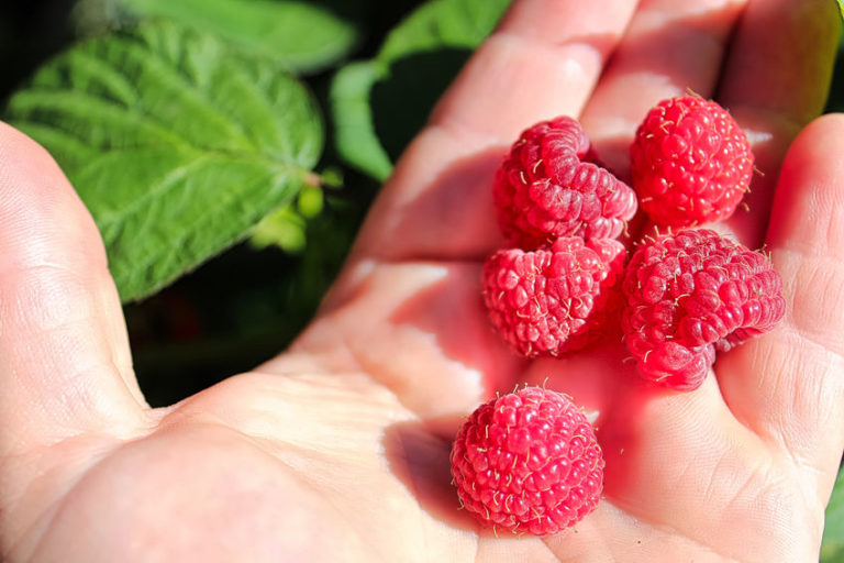 Maliny - 7 właściwości dla których powinieneś włączyć je do diety