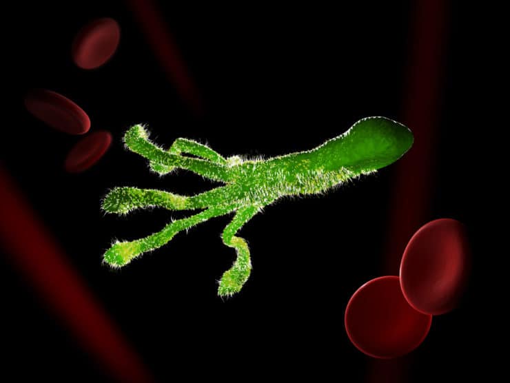 Dieta przy zakażeniu Helicobacter pylori - Dietetycy.org.pl Dieta przy zakażeniu Helicobacter pylori - Dietetycy.org.pl